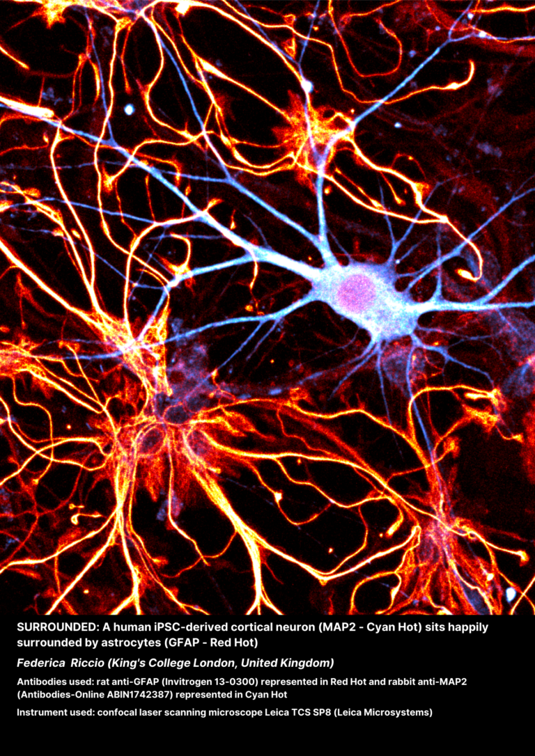 The Antibody Society 2024 Calendar - The Antibody Society